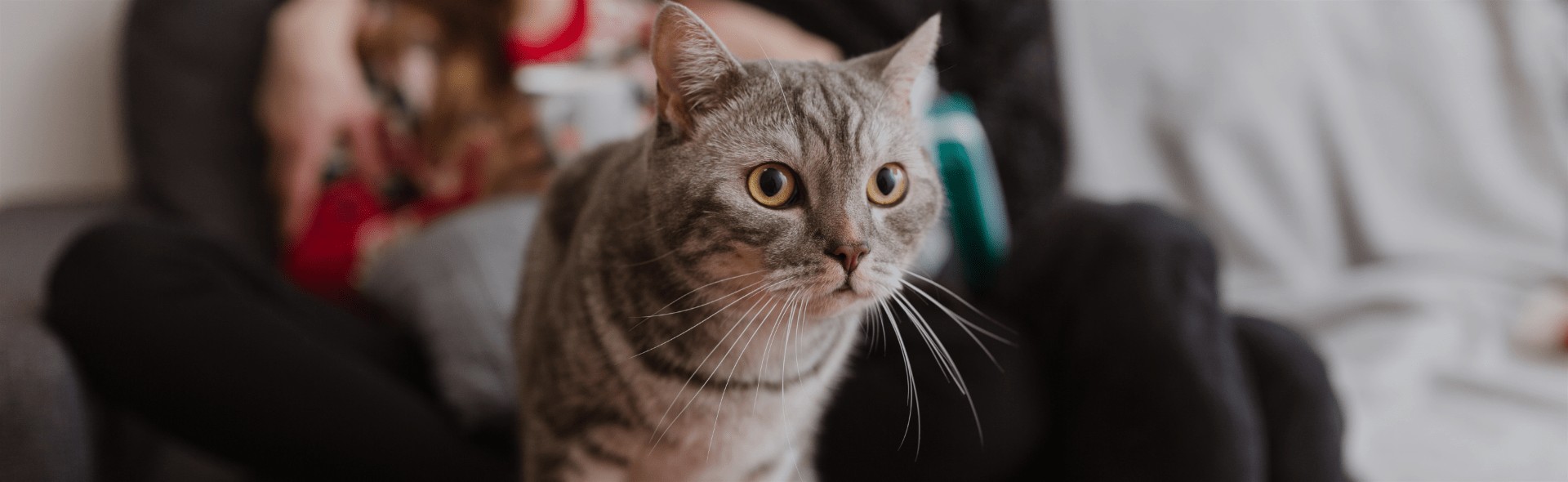 About | Maple City Animal Hospital | Chatham-Kent