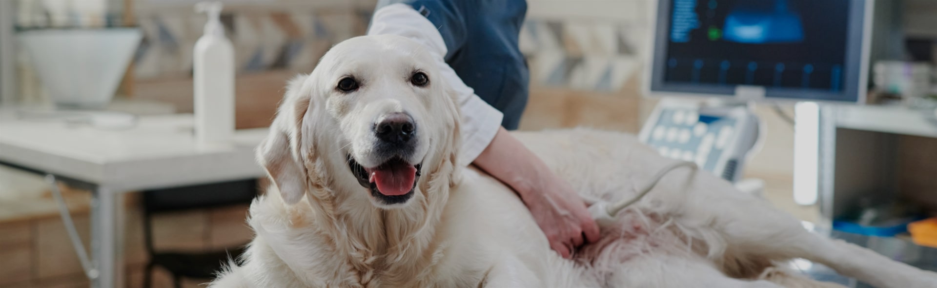 Registration | Maple City Animal Hospital | Chatham-Kent